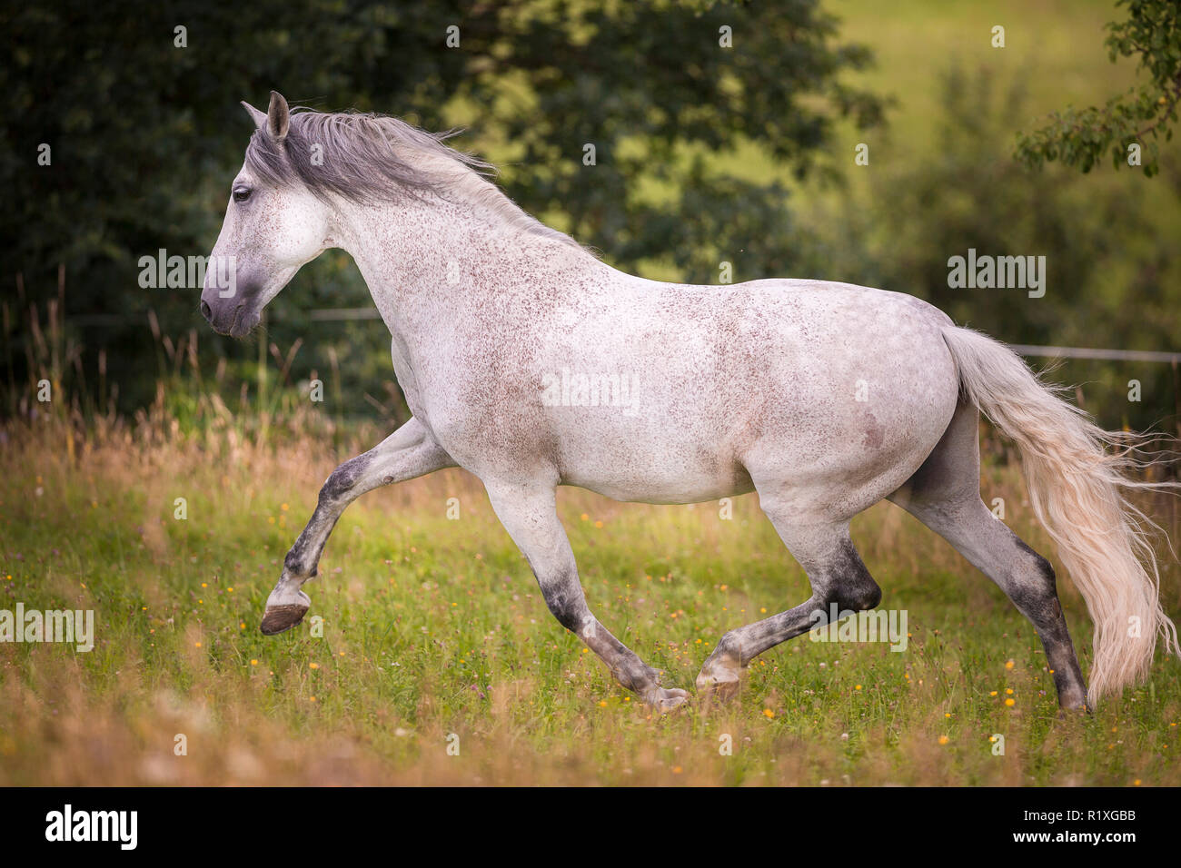 Pure Spanish Horse, Andalusian. Gray gelding trotting on a meadow ...