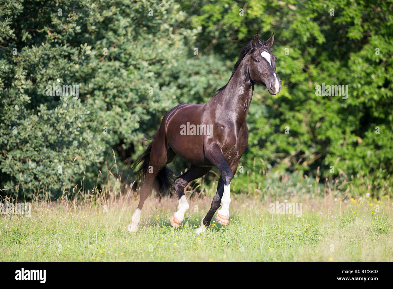 Oldenburg Horse. Black gelding galloping on a meadow. Germany Stock ...