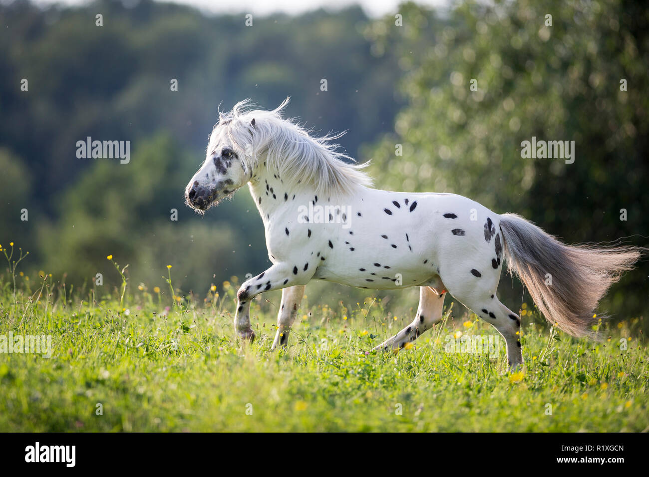 Appaloosa horse galloping hi-res stock photography and images - Alamy