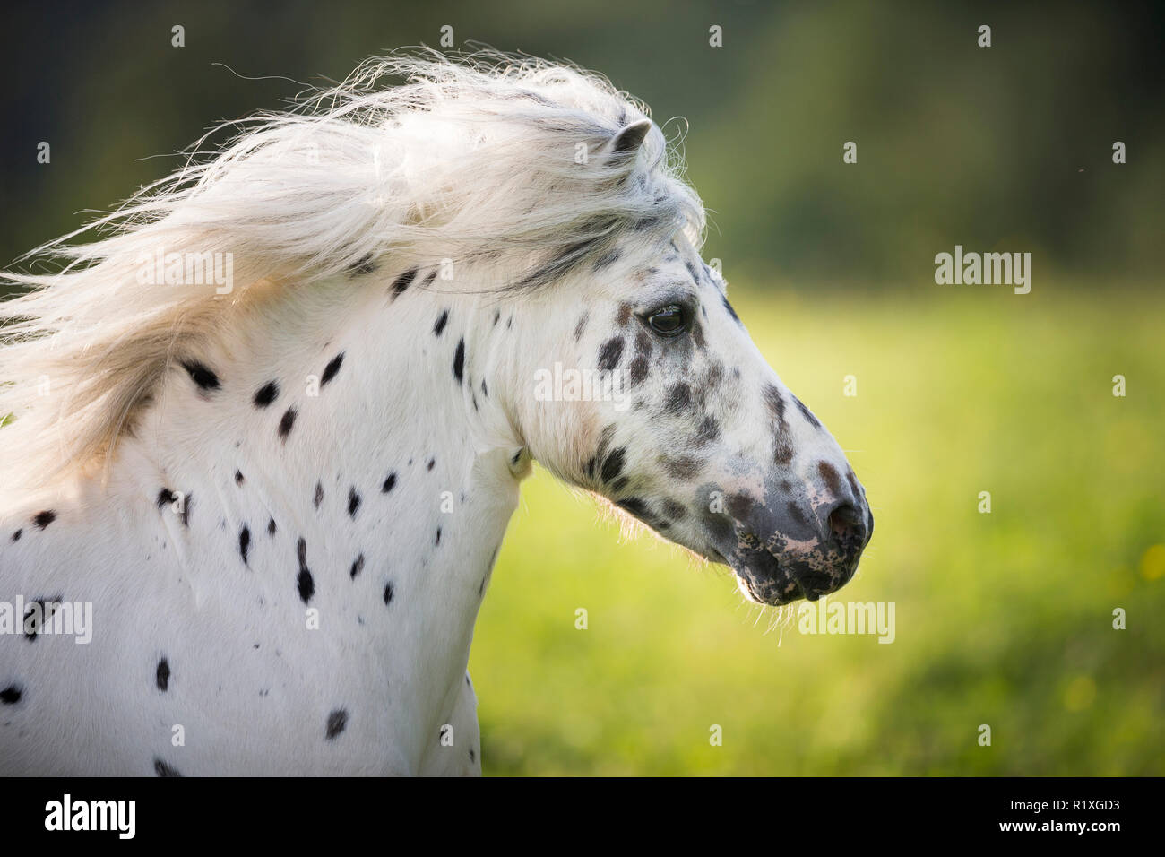 Appaloosa horse hi-res stock photography and images - Alamy