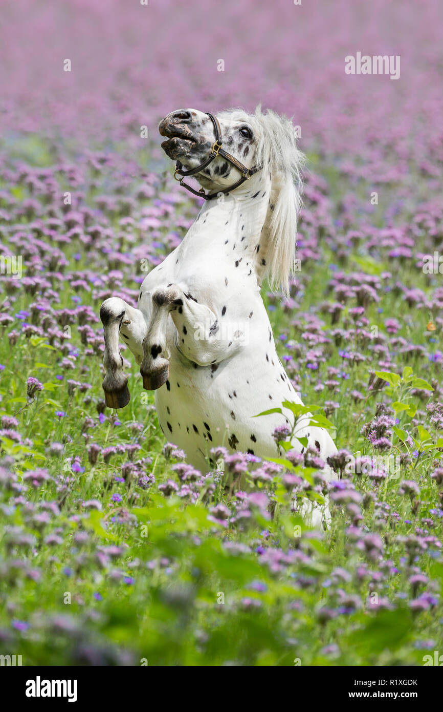 Shetland Pony. Miniature Appaloosa rearing in a field of flowering Lacy ...