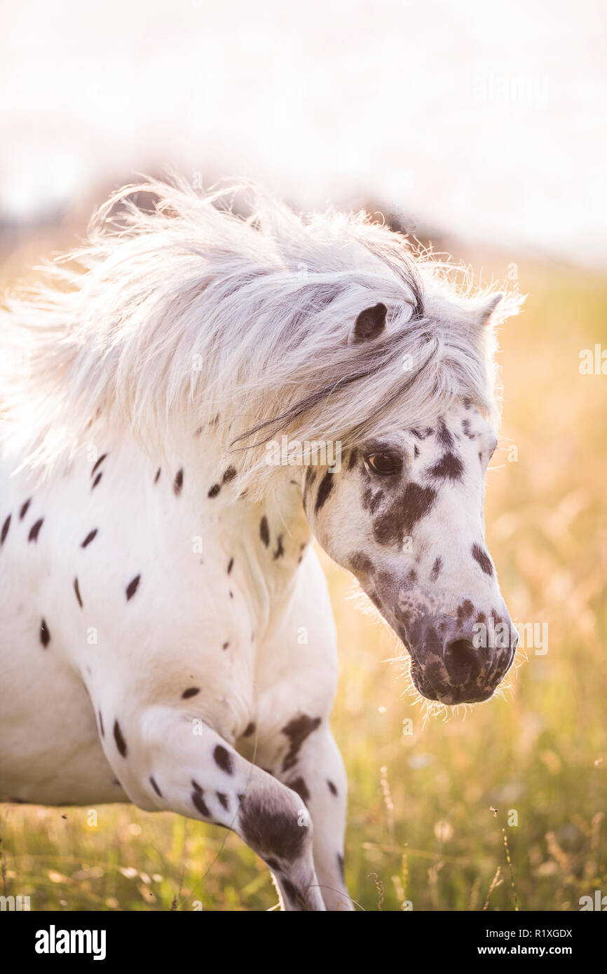 Shetland Pony. Miniature Appaloosa galloping on a meadow, portrait ...