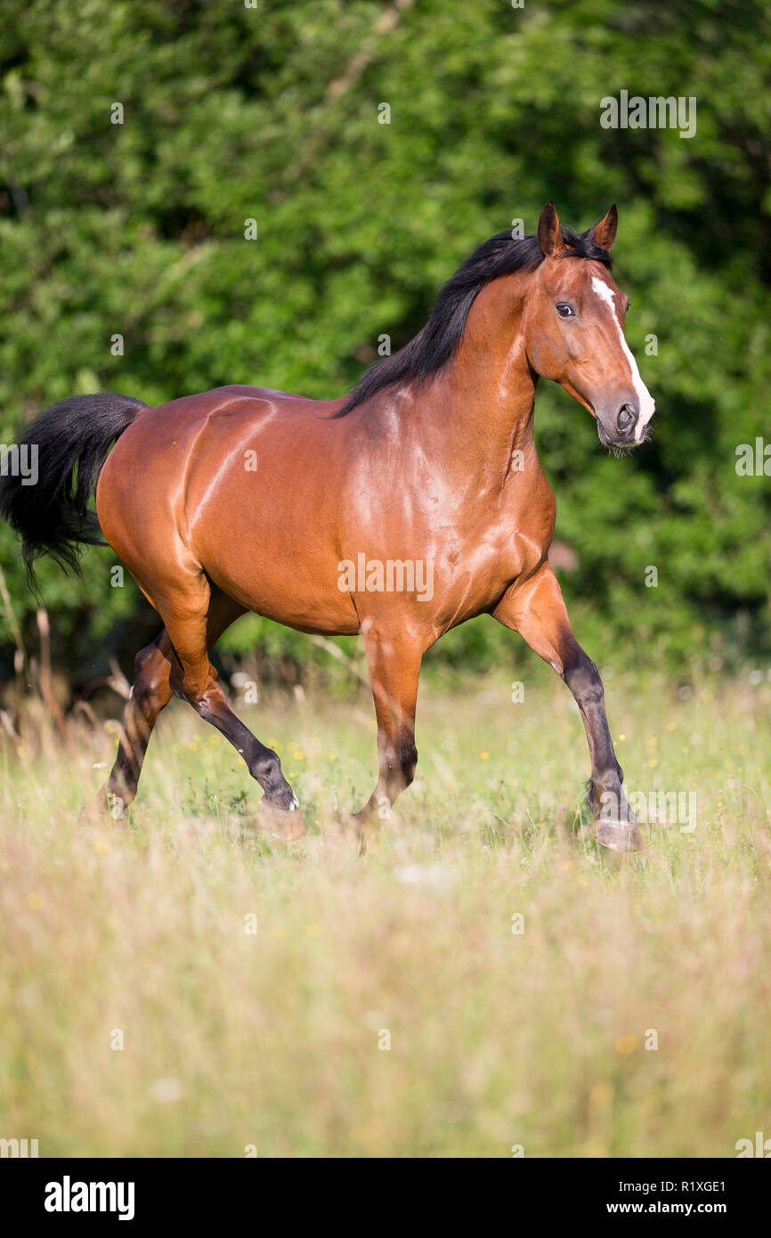 Dutch Warmblood. Bay gelding trotting on a meadow. Germany Stock Photo - Alamy