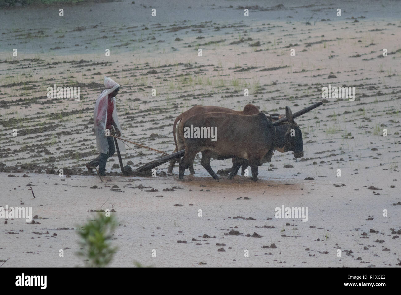 Monsoon India Farm High Resolution Stock Photography and Images - Alamy