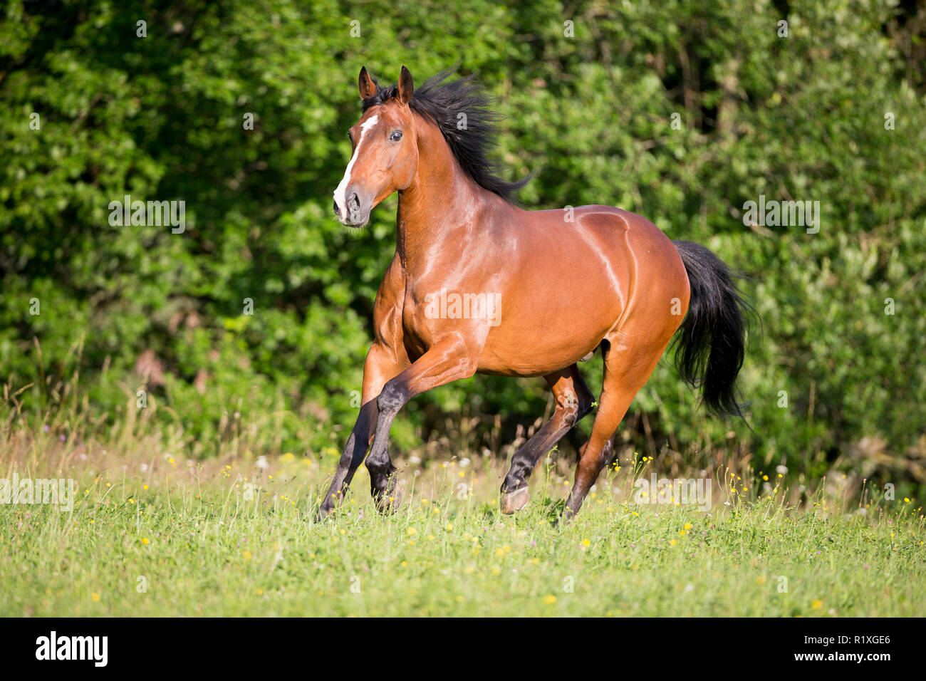 Dutch warmblood horse on meadow hi-res stock photography and images - Alamy