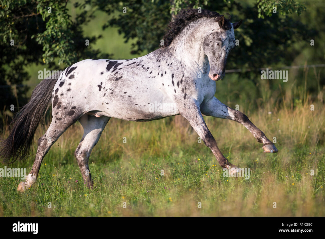 Knabstrup horse leopard spotted stallion galloping hi-res stock ...