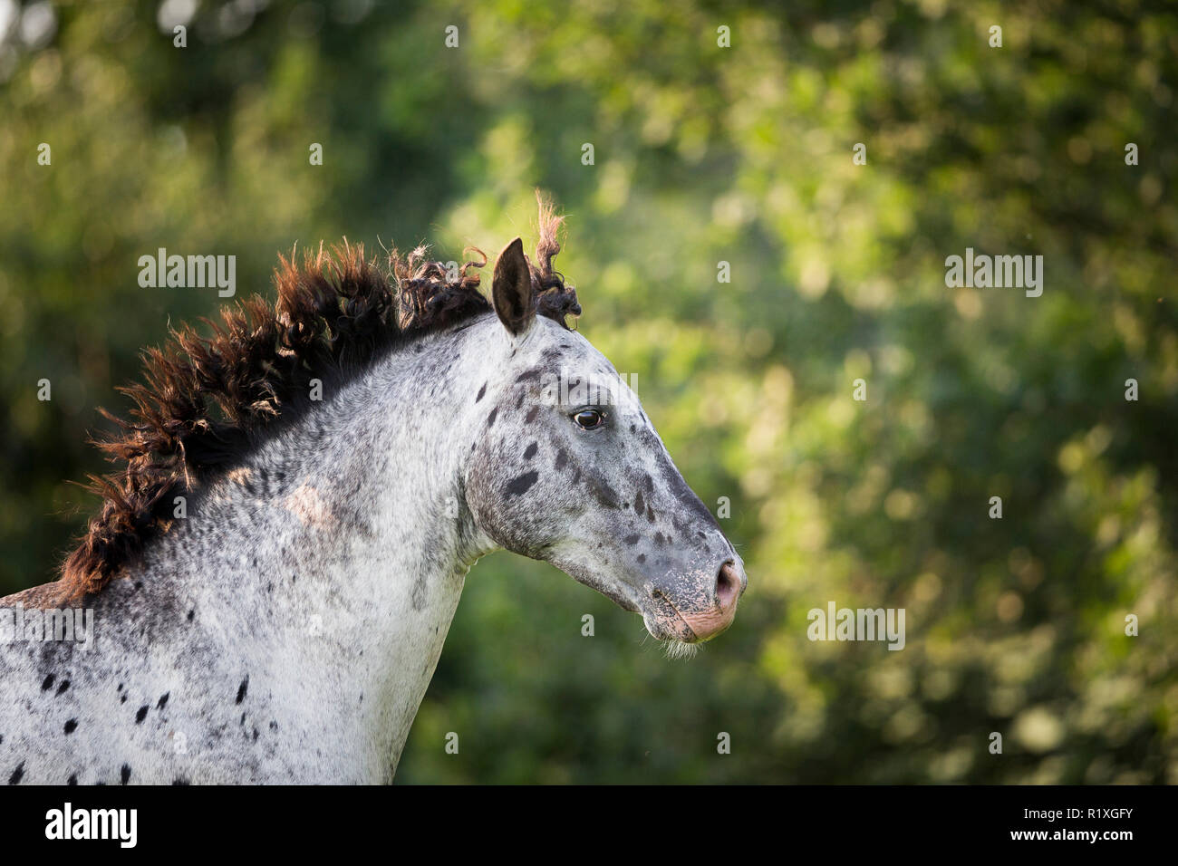 Knabstrup Horse. Portrait of leopard-spotted stallion with mane flowing ...