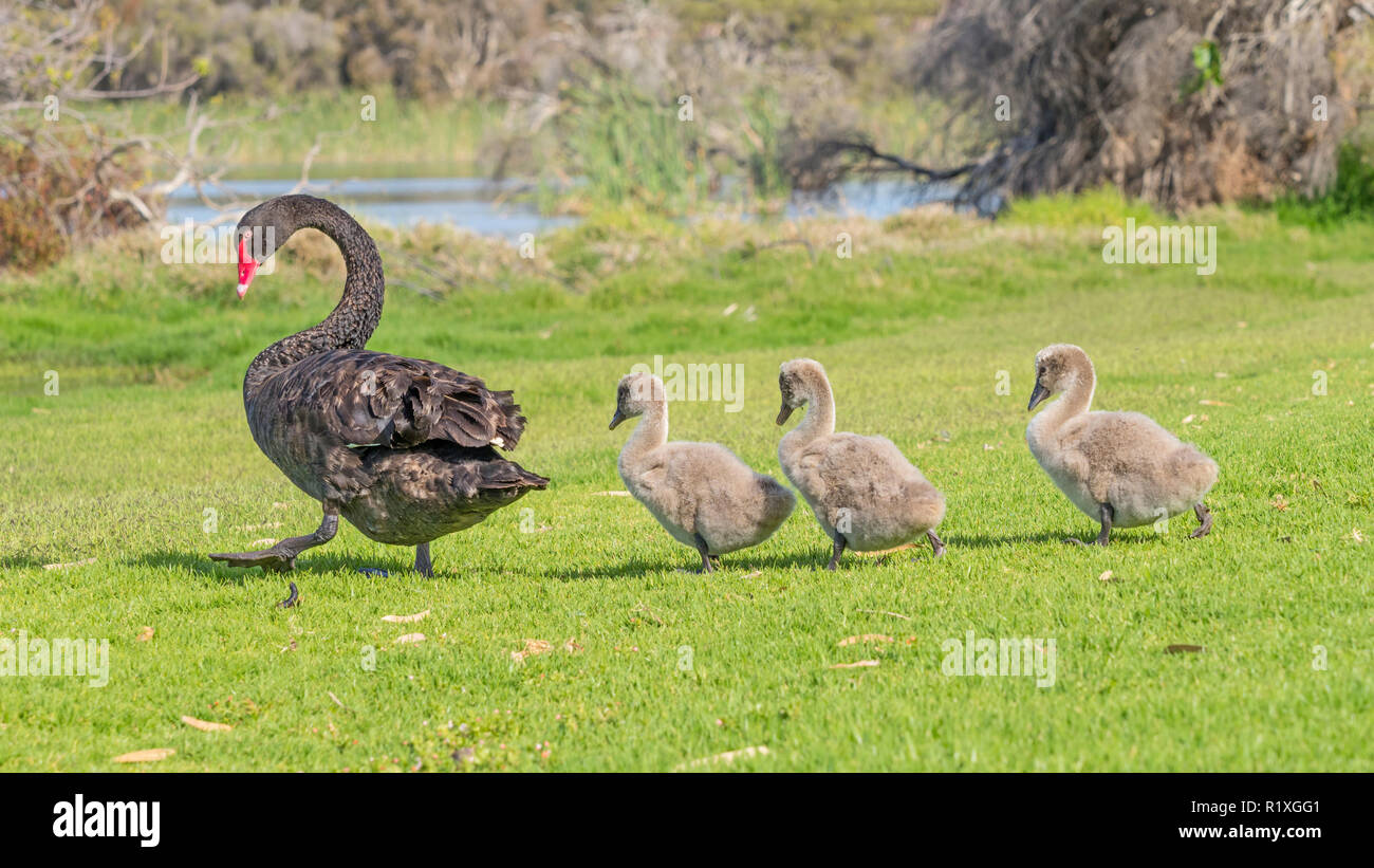 Baby swan walking hi-res stock photography and images - Alamy
