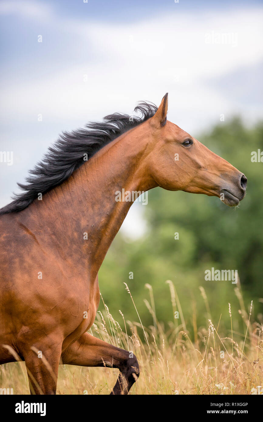 Holsteiner Horse. Portrait of bay mare, with mane flowing. Germany ...