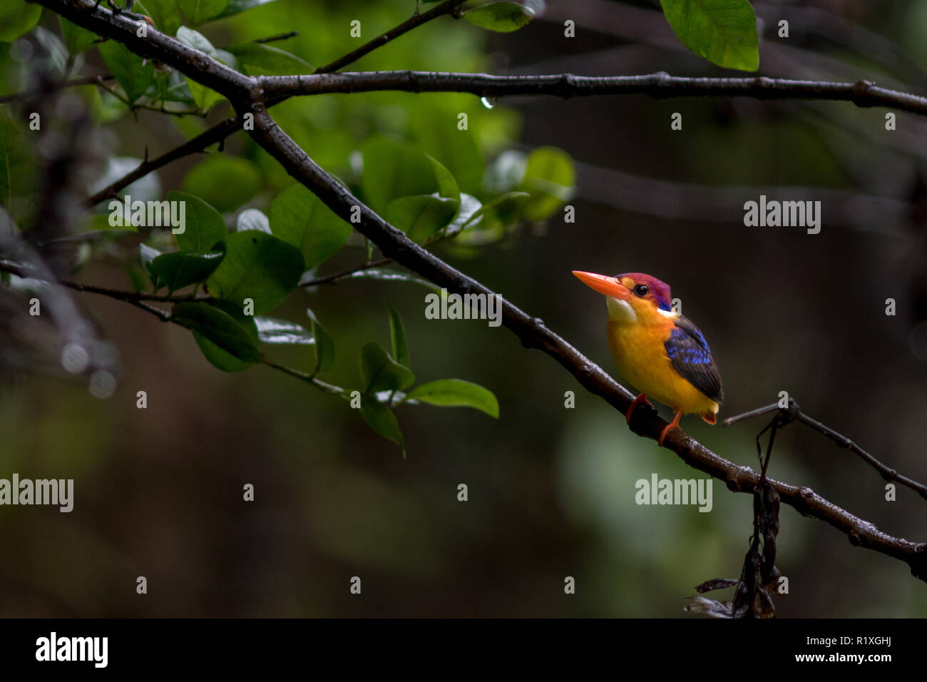 The Oriental dwarf kingfisher (Ceyx erithaca) in Tamhini Ghat and ...