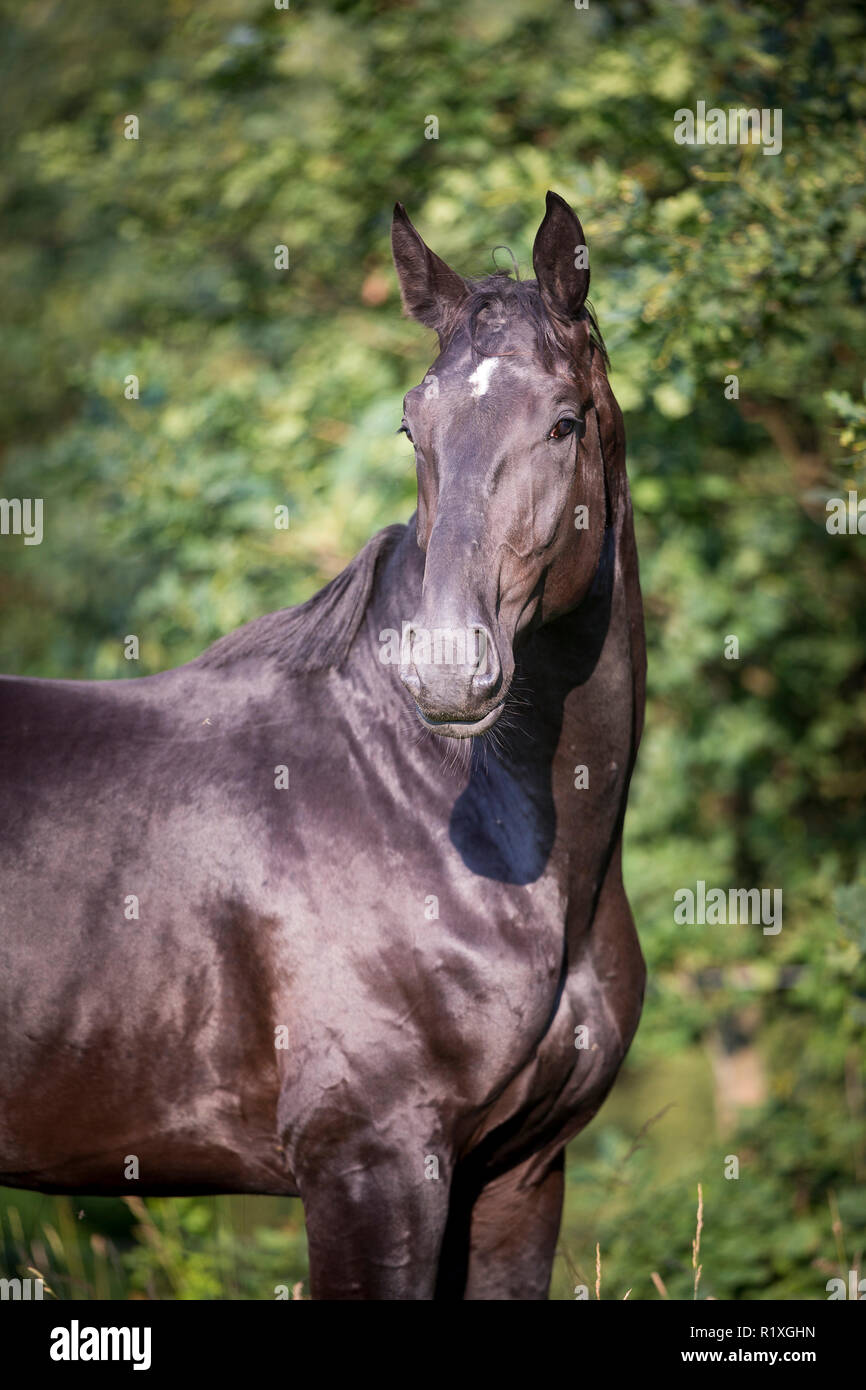 Hanoverian horse standing hi-res stock photography and images - Alamy