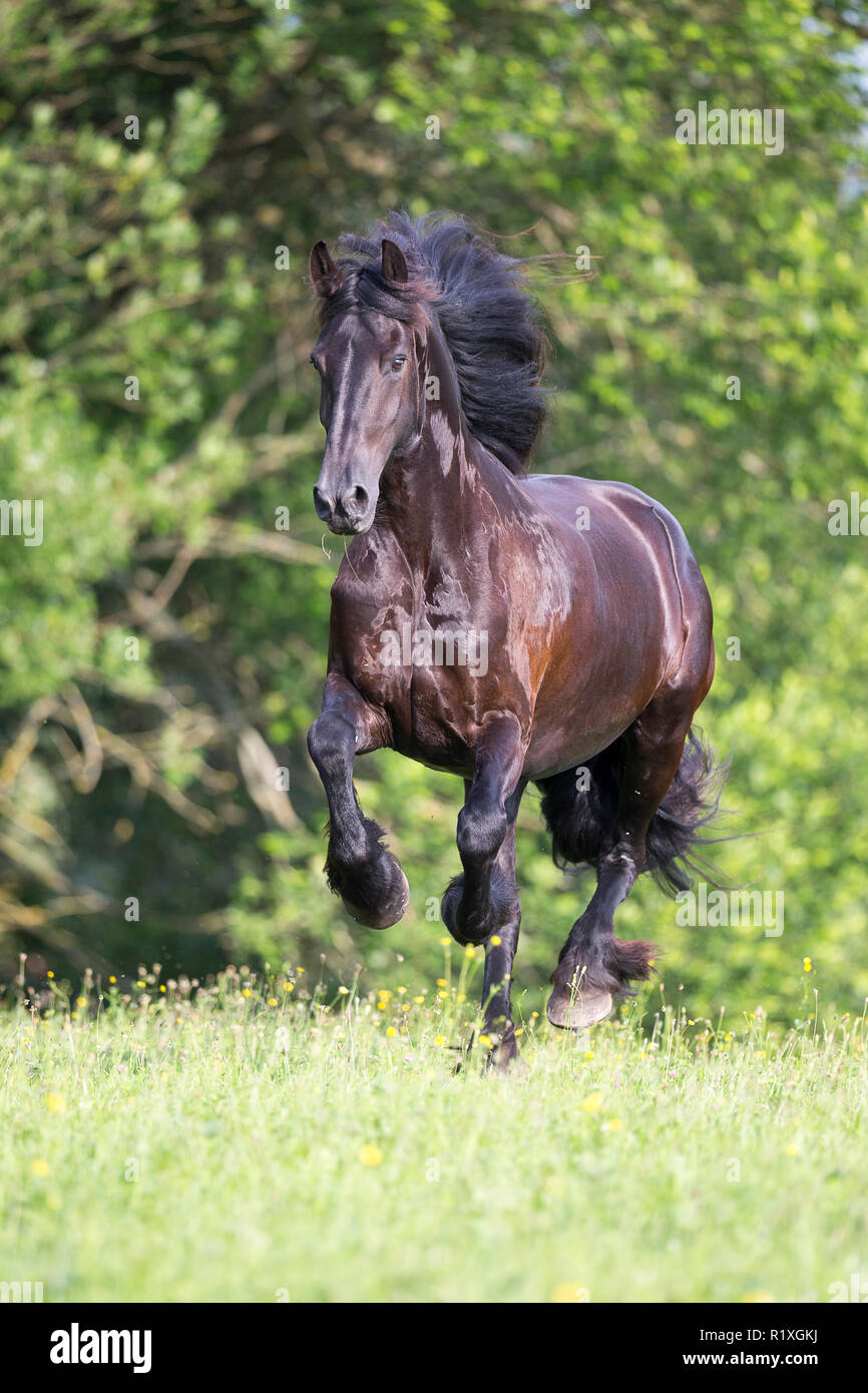 Friesian Horse Galloping On High Resolution Stock Photography and ...
