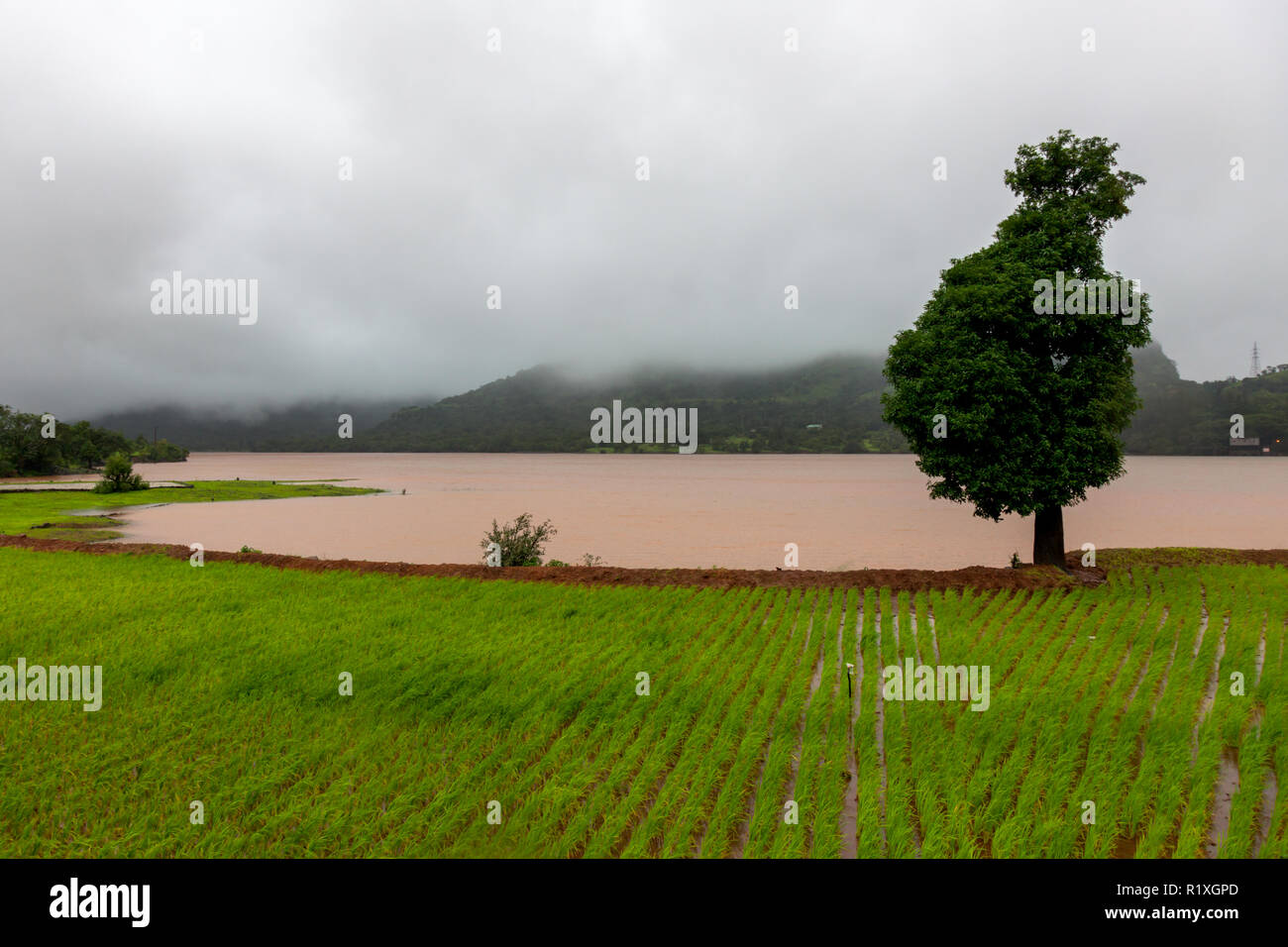 Monsoon landscapes around Tamhini Ghat and Mulshi Dam in western ghats ...
