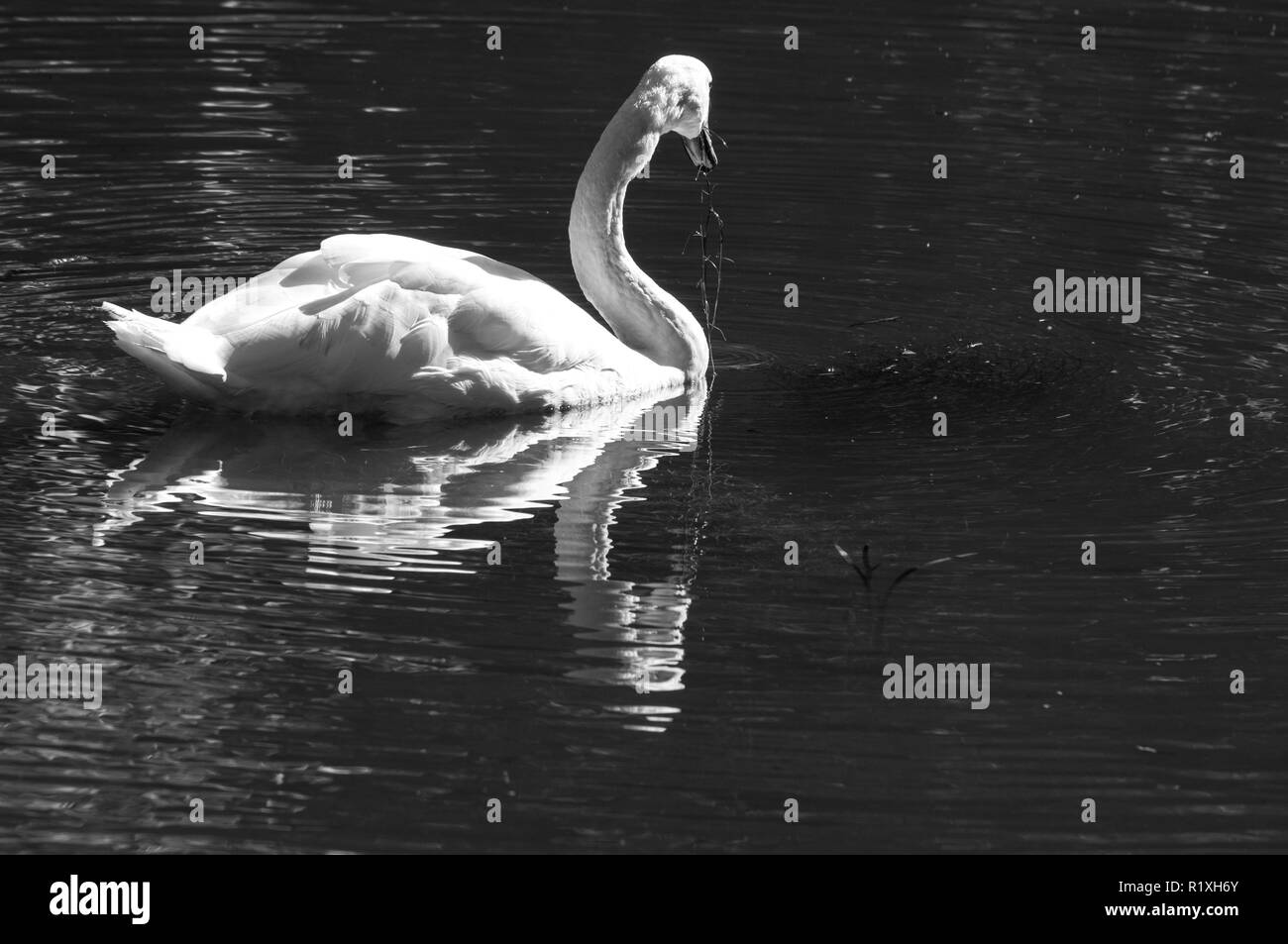 Reflection of this swan is magnifico Stock Photo - Alamy