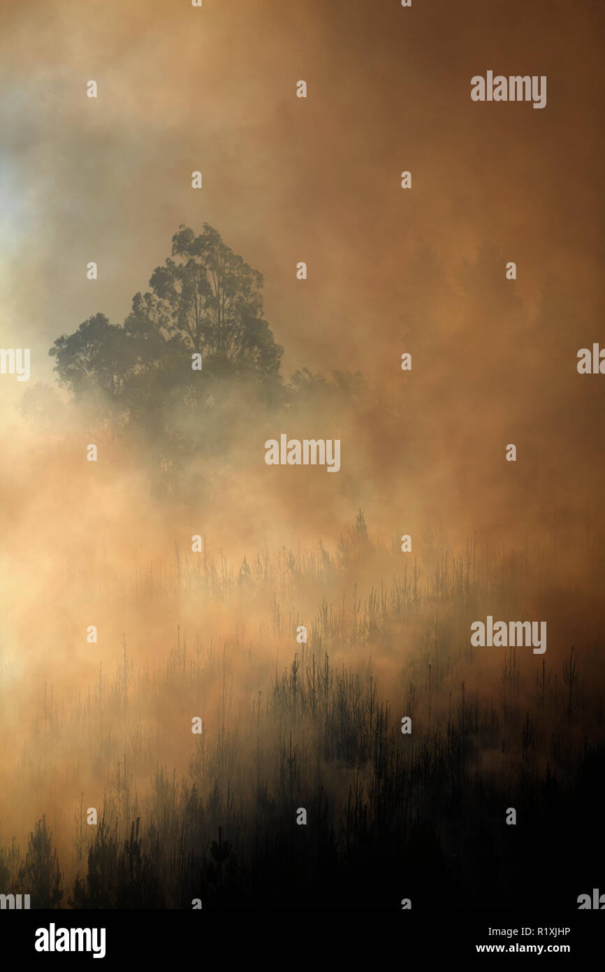 Nz forest fire hi-res stock photography and images - Alamy
