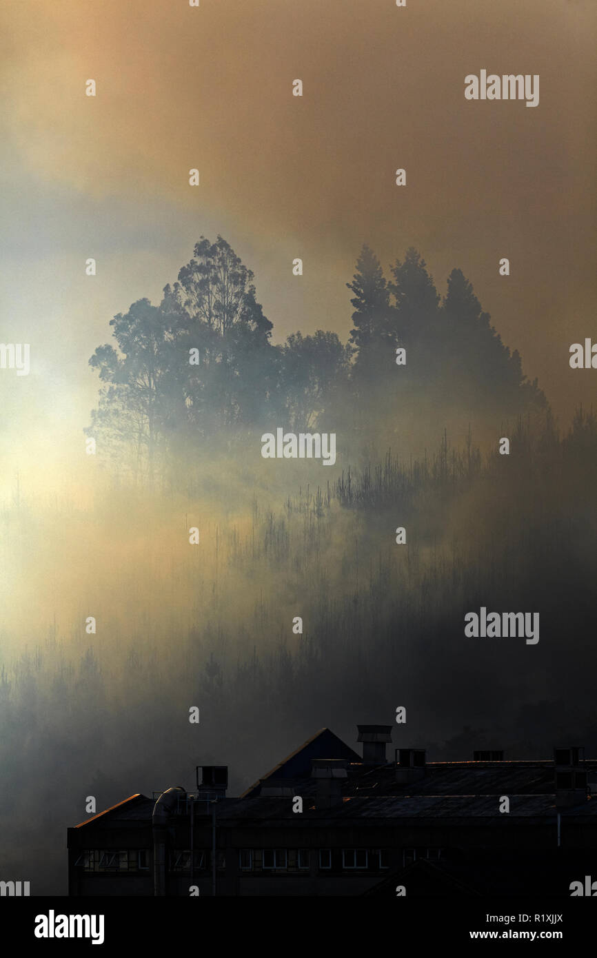 Nz forest fire hi-res stock photography and images - Alamy