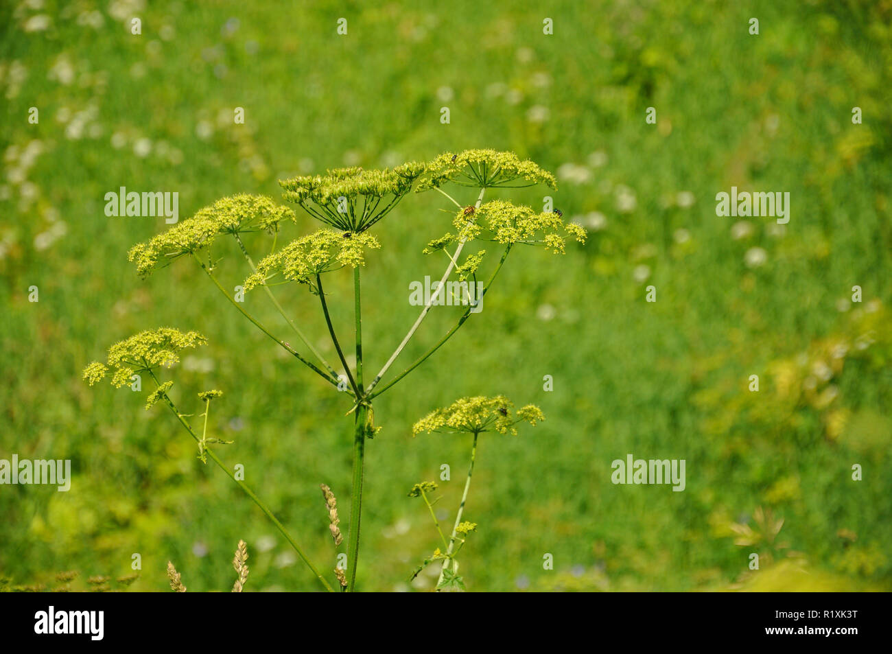 Colorful fresh green yarrow plant in a green background Stock Photo - Alamy