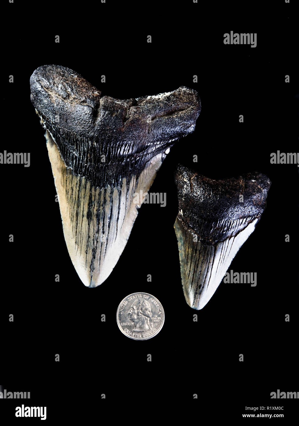 Sharp triangular teeth hi-res stock photography and images - Alamy