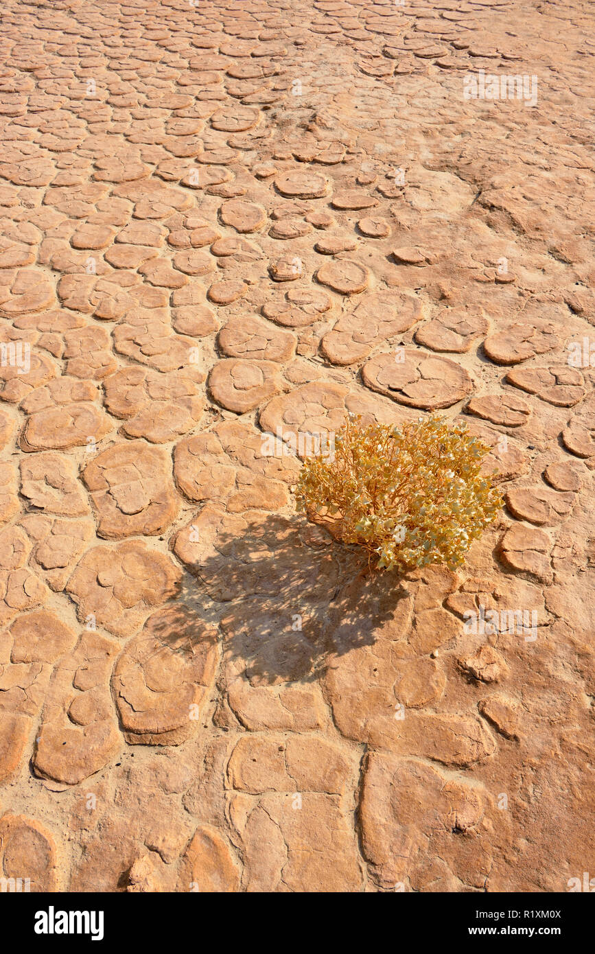 Mesquite Sand dunes- Desert holly (Atriplex hymenelytra) shrub growing ...