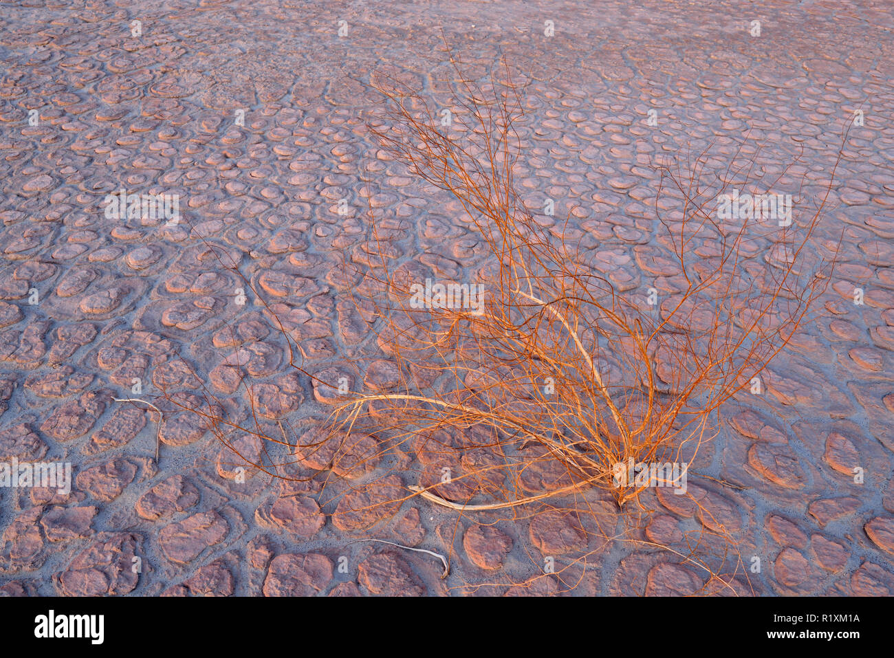 Hardpan desert hi-res stock photography and images - Alamy