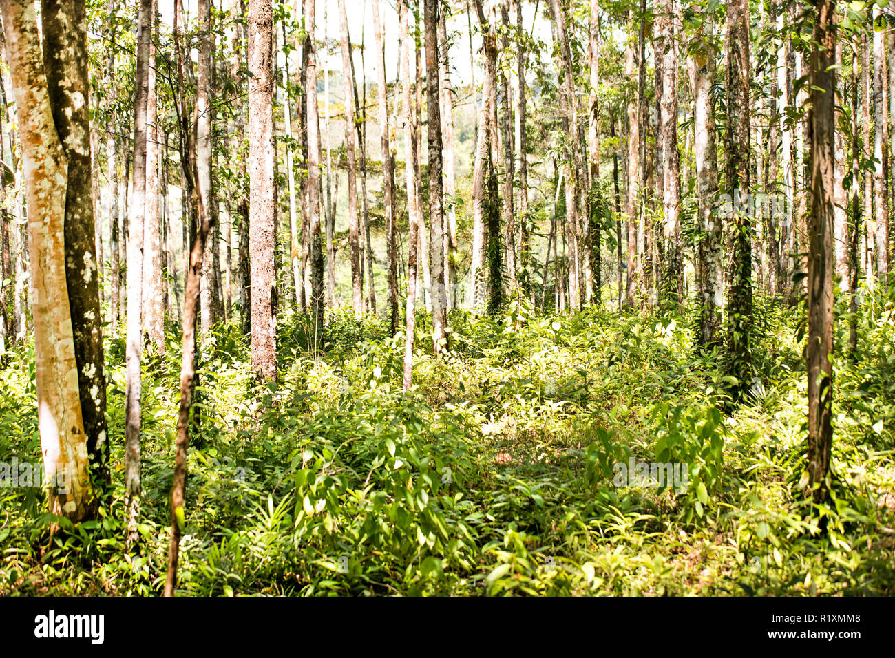 A Beautiful, vegetation from the cloud-forests from Costa Rica Stock ...
