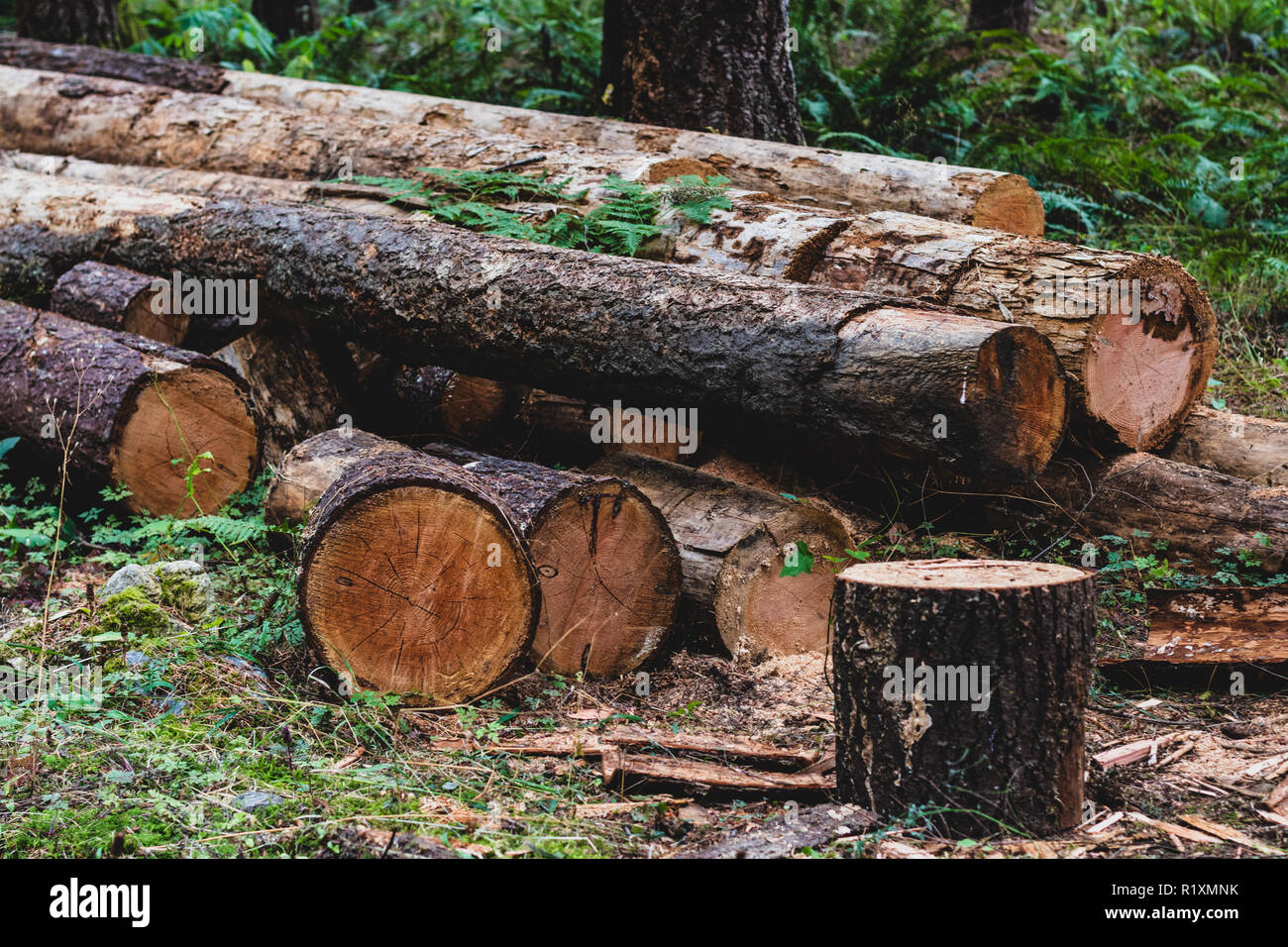 Pile of aged weathered worn old logs stacked irregularly Stock Photo ...