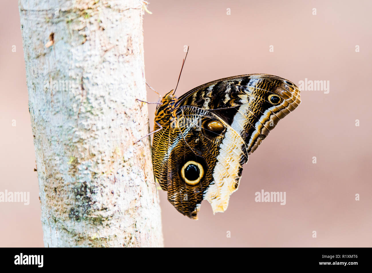 The owl butterfly showing off wing defensive costa rica, central ...