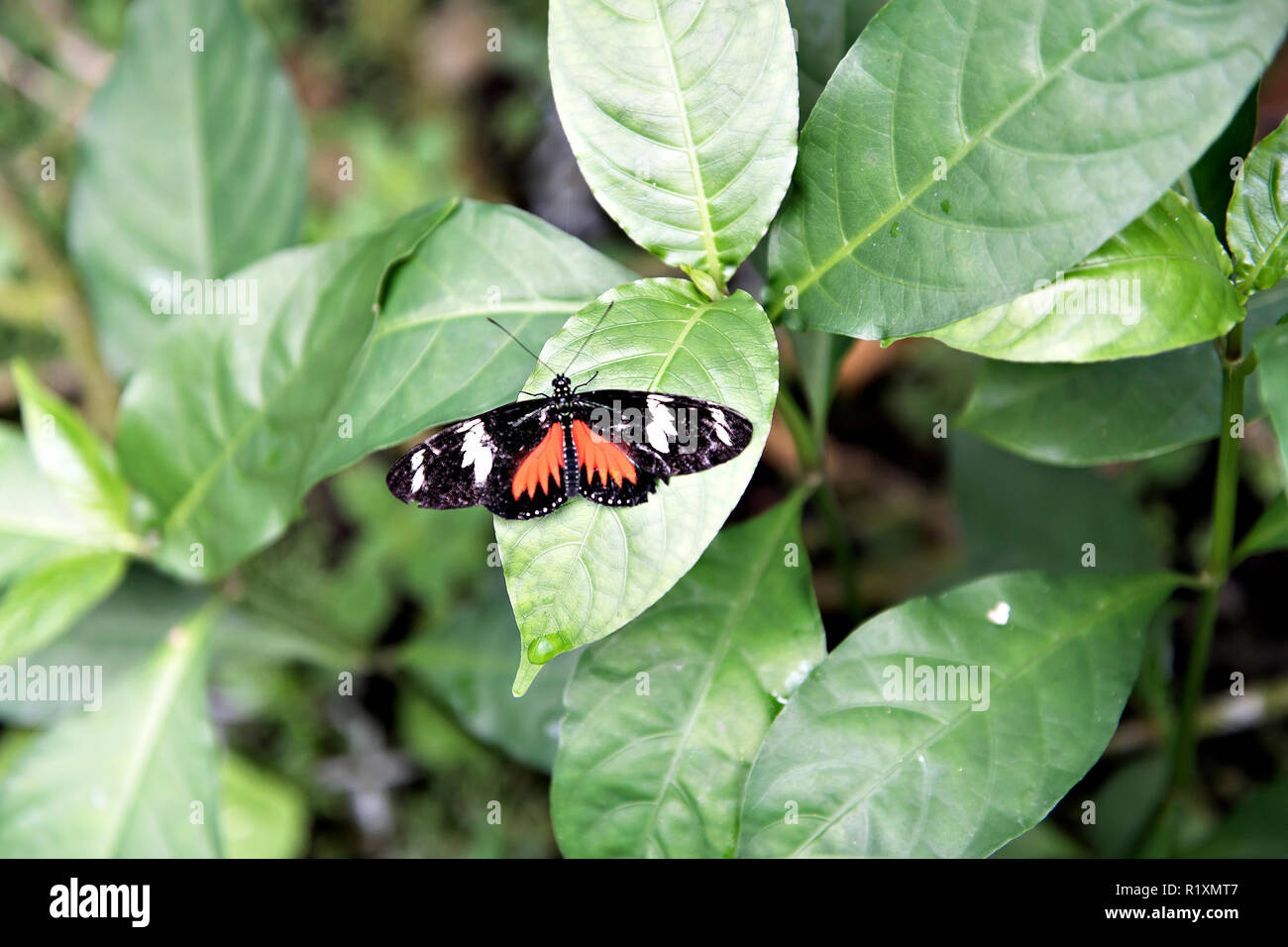 the Butterfly native to the tropical rainforest of Costa Rica Stock ...