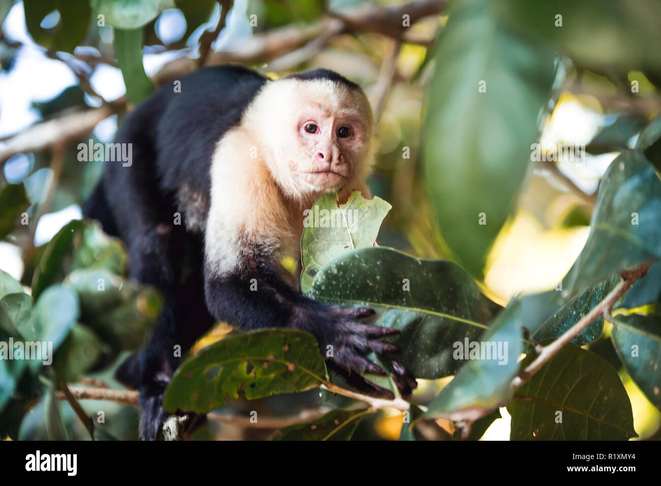 Capuchin monkey on tree of Costa Rica Stock Photo - Alamy