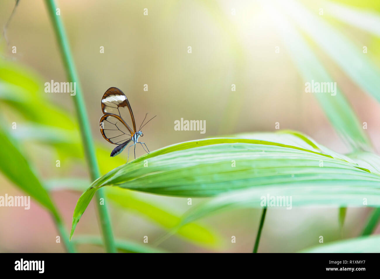 Glass winged butterfly hi-res stock photography and images - Alamy