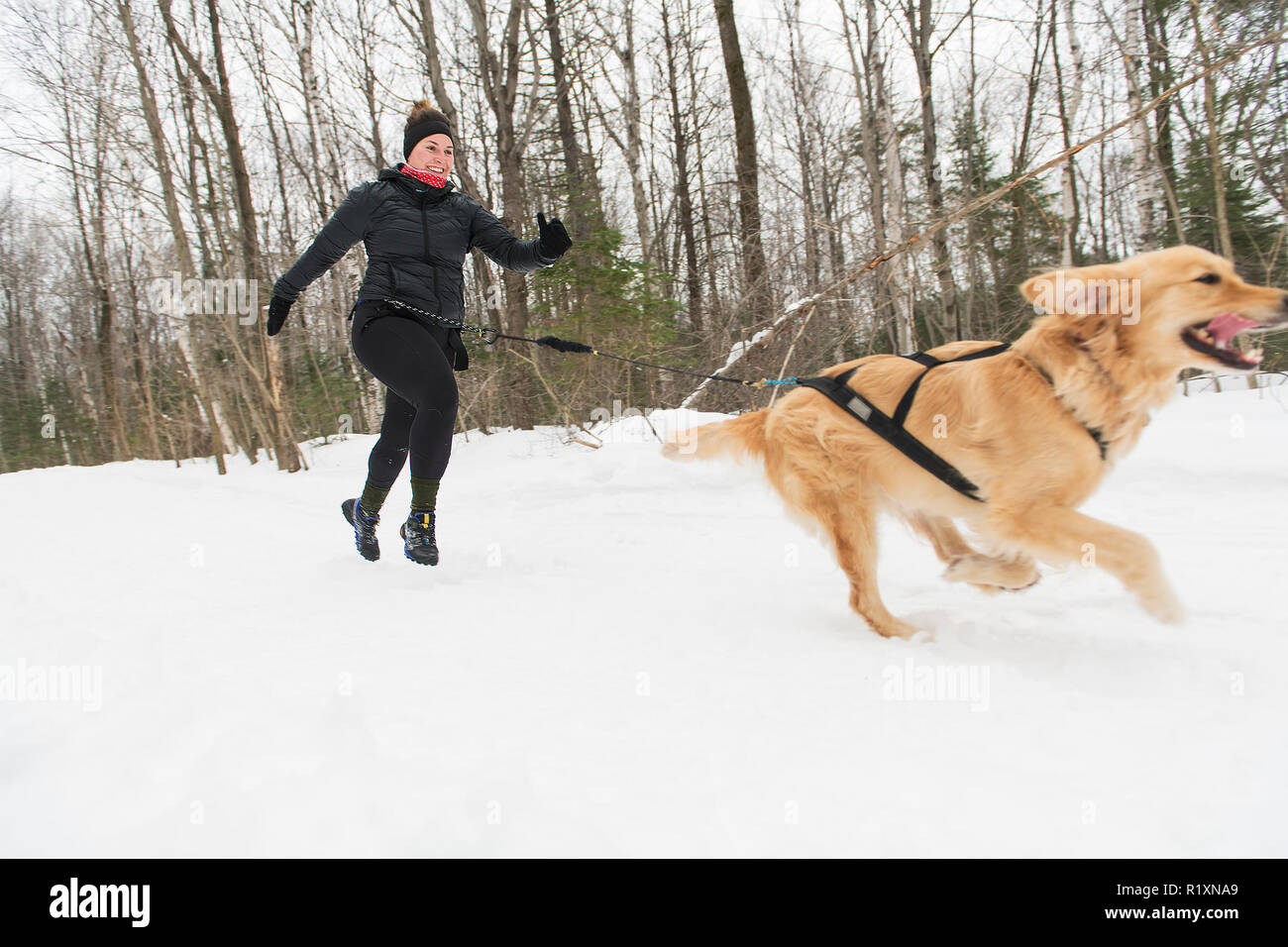 Dogs pulling a cart hi-res stock photography and images - Alamy