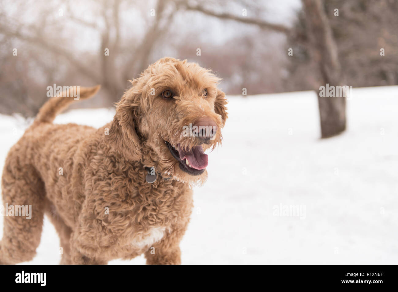 A goldendoodle in the snow season of winter Stock Photo - Alamy