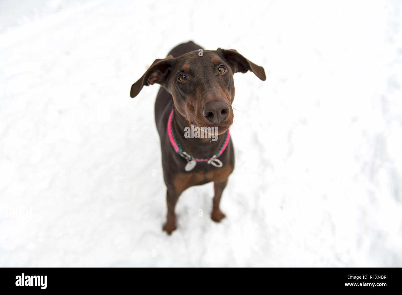 The Friendly brown Doberman dog on snow outdoor at winter season Stock ...