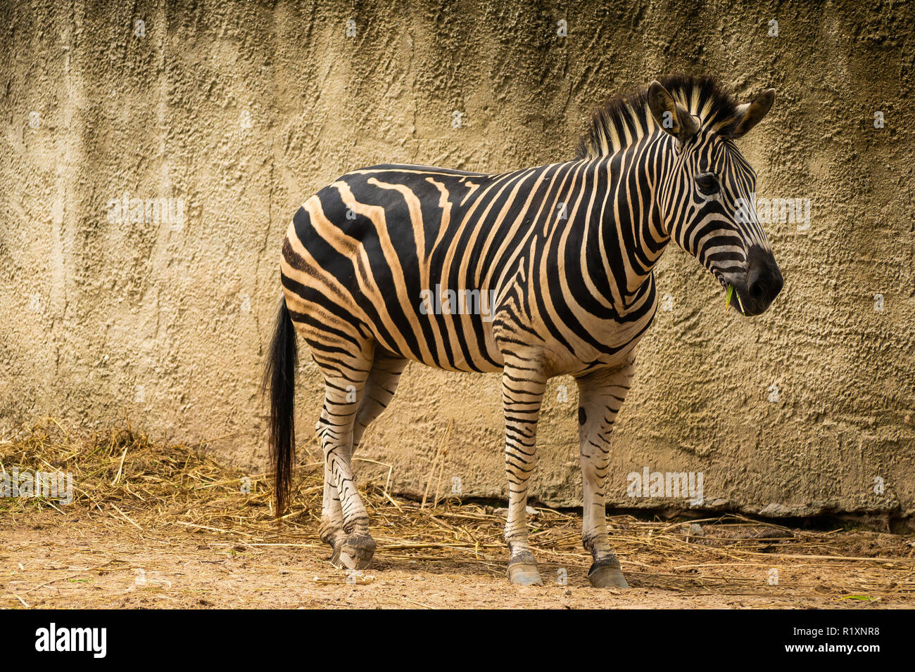 The plains zebra Standing Stock Photo - Alamy