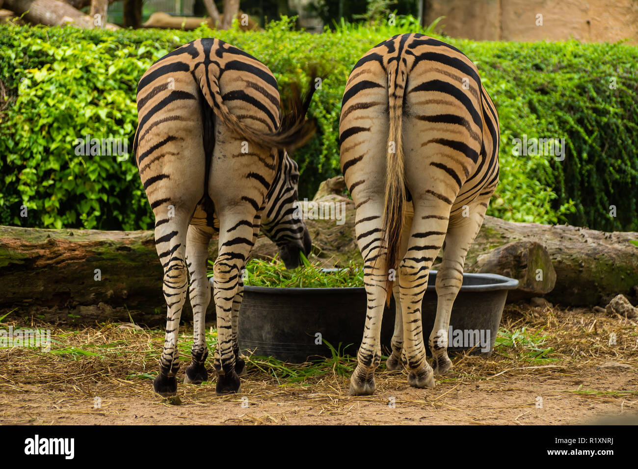 The plains zebra Standing Stock Photo - Alamy