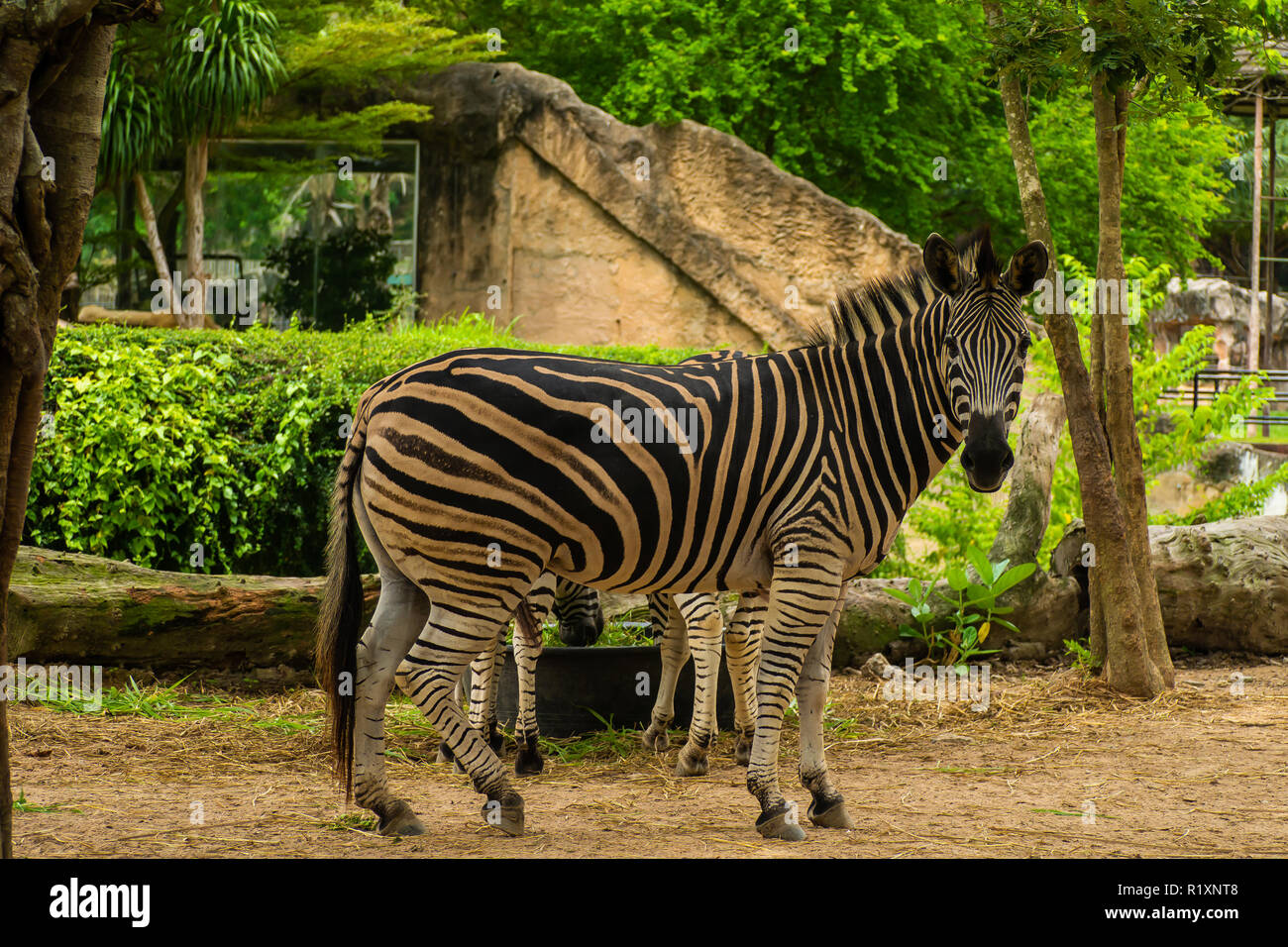 The plains zebra Standing Stock Photo - Alamy