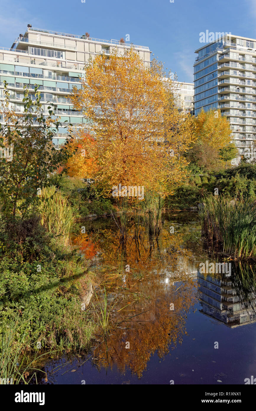Deciduous tree with yellow fall foliage reflected in pond in Hinge Park ...