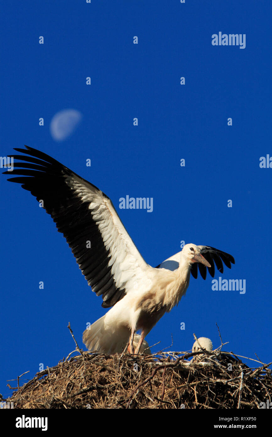 Group of White Stork birds on a nest over the Biebrza River wetlands in ...