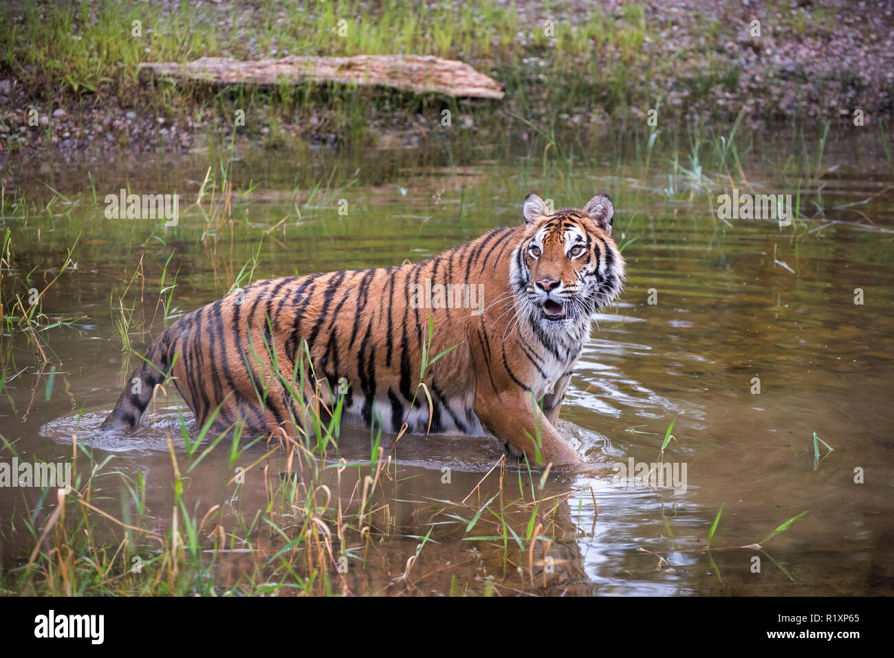 White tiger water hi-res stock photography and images - Alamy