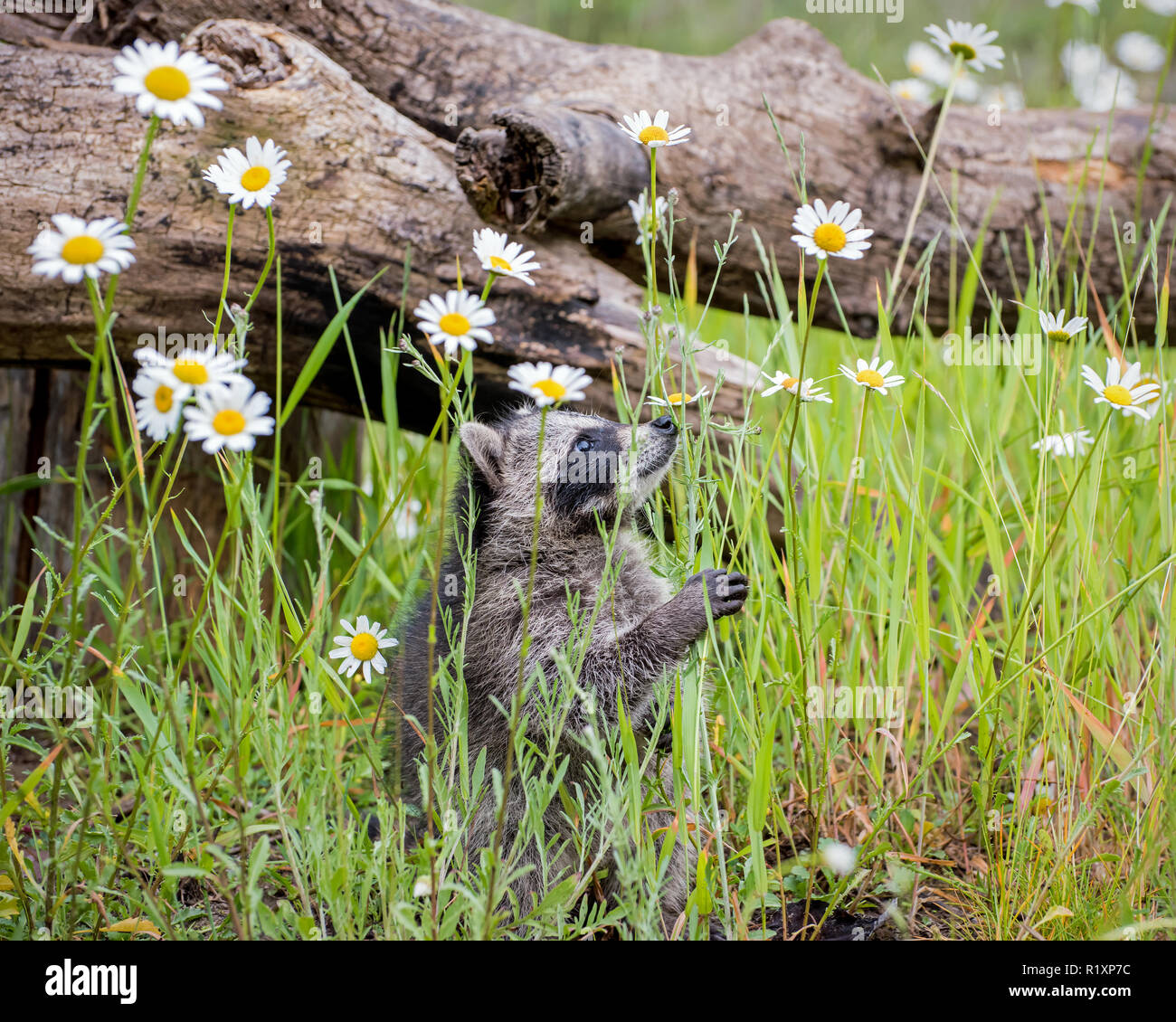 Mischievous raccoon hi-res stock photography and images - Alamy