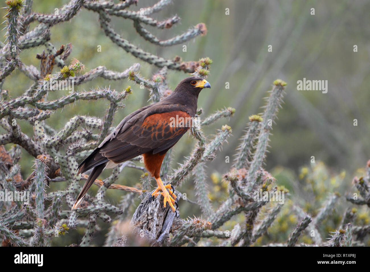 Harris hawk cactus hi-res stock photography and images - Alamy