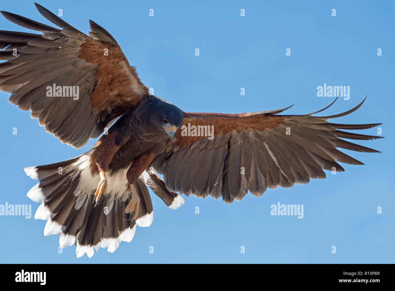 Harris's Hawk in Flight isolated on a Blue Background 2 Stock Photo - Alamy