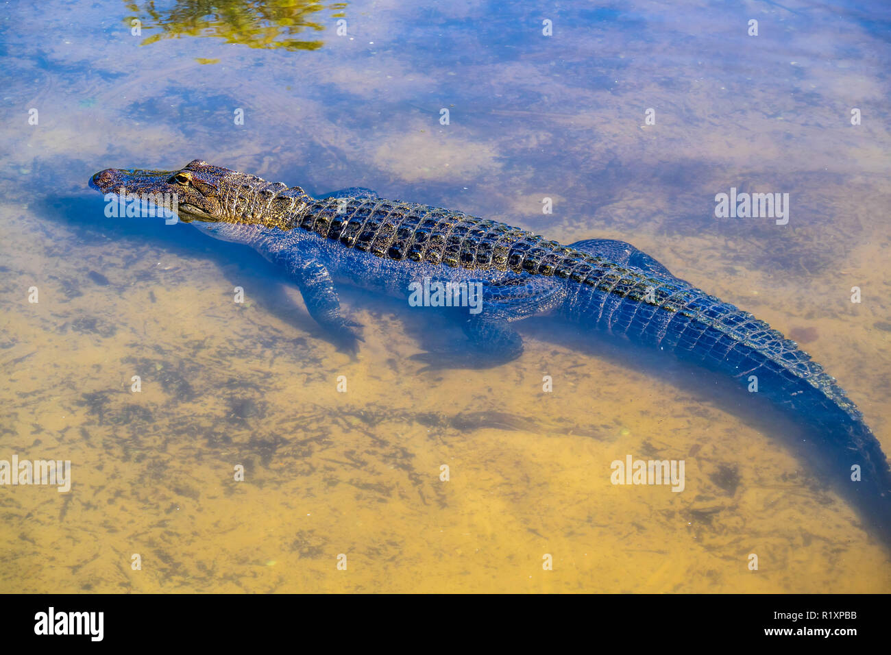 A large American Alligator in Orlando, Florida Stock Photo - Alamy