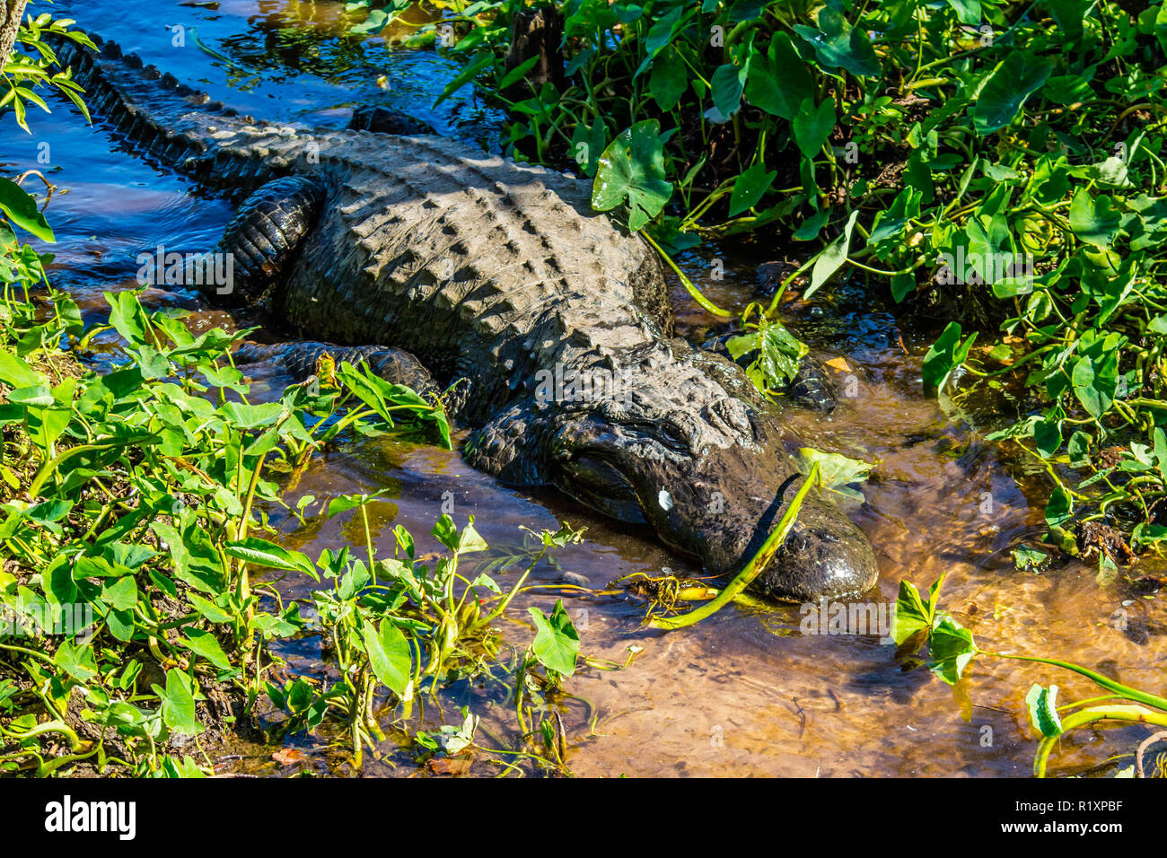 A large American Alligator in Orlando, Florida Stock Photo - Alamy