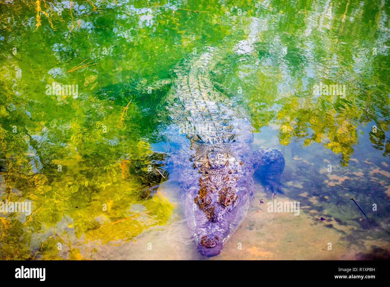 A large American Alligator in Orlando, Florida Stock Photo - Alamy