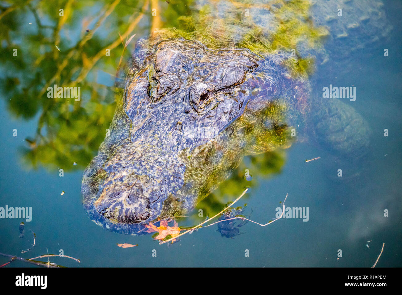 A large American Alligator in Orlando, Florida Stock Photo - Alamy