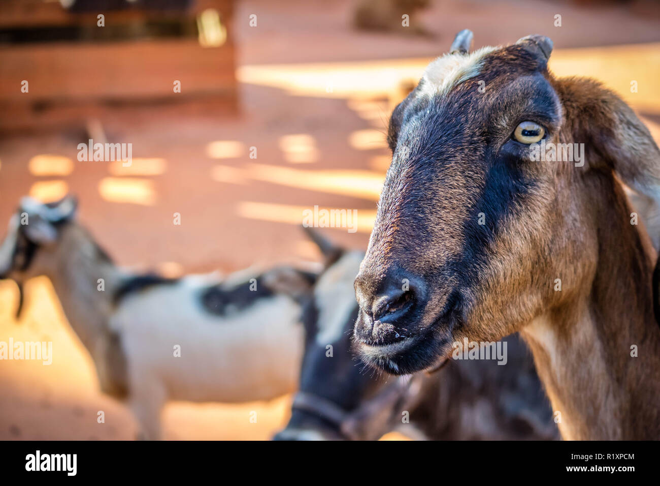Spanish goat hi-res stock photography and images - Alamy