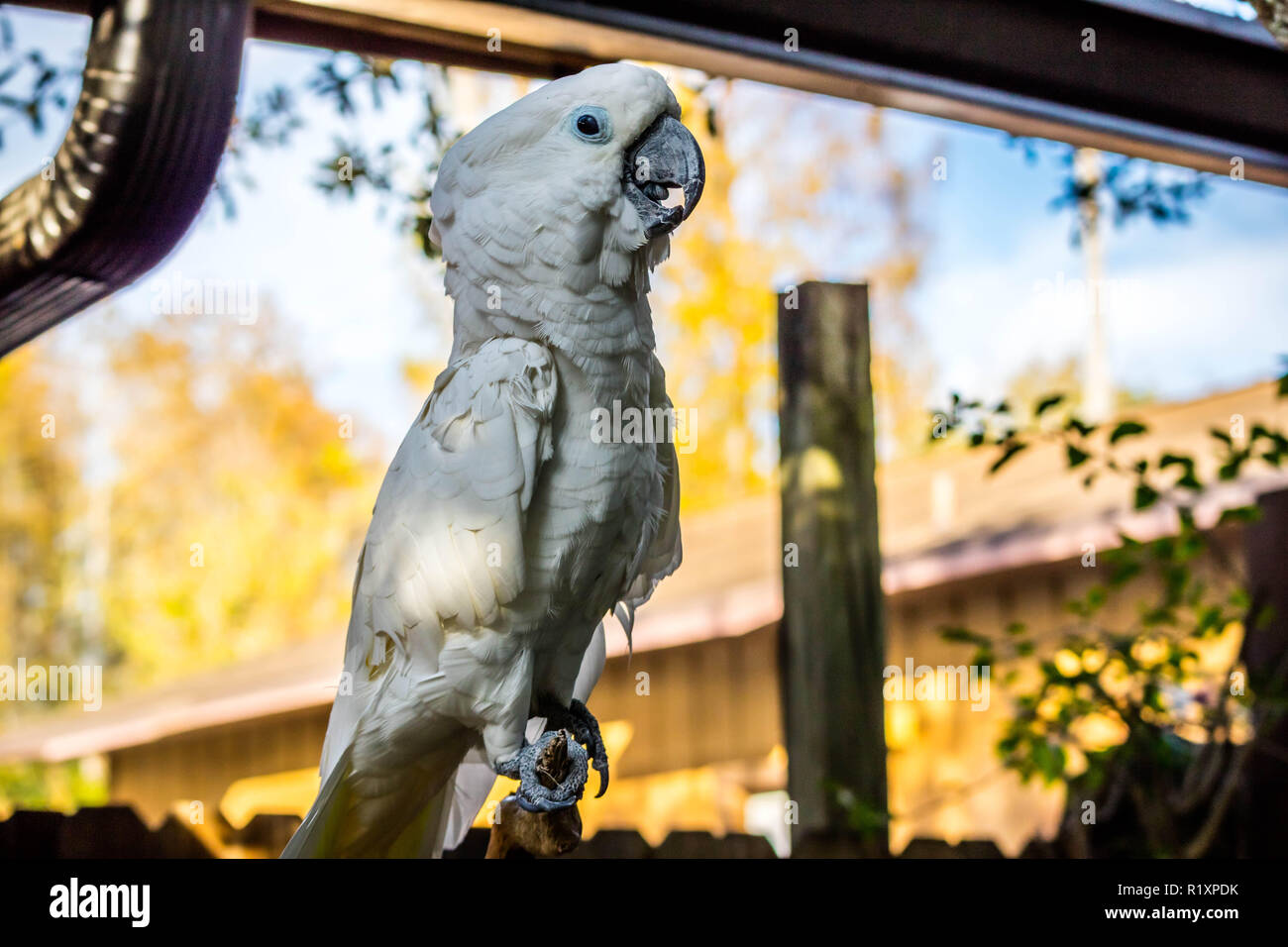 A pure white Cockatoos in Orlando, Florida Stock Photo - Alamy
