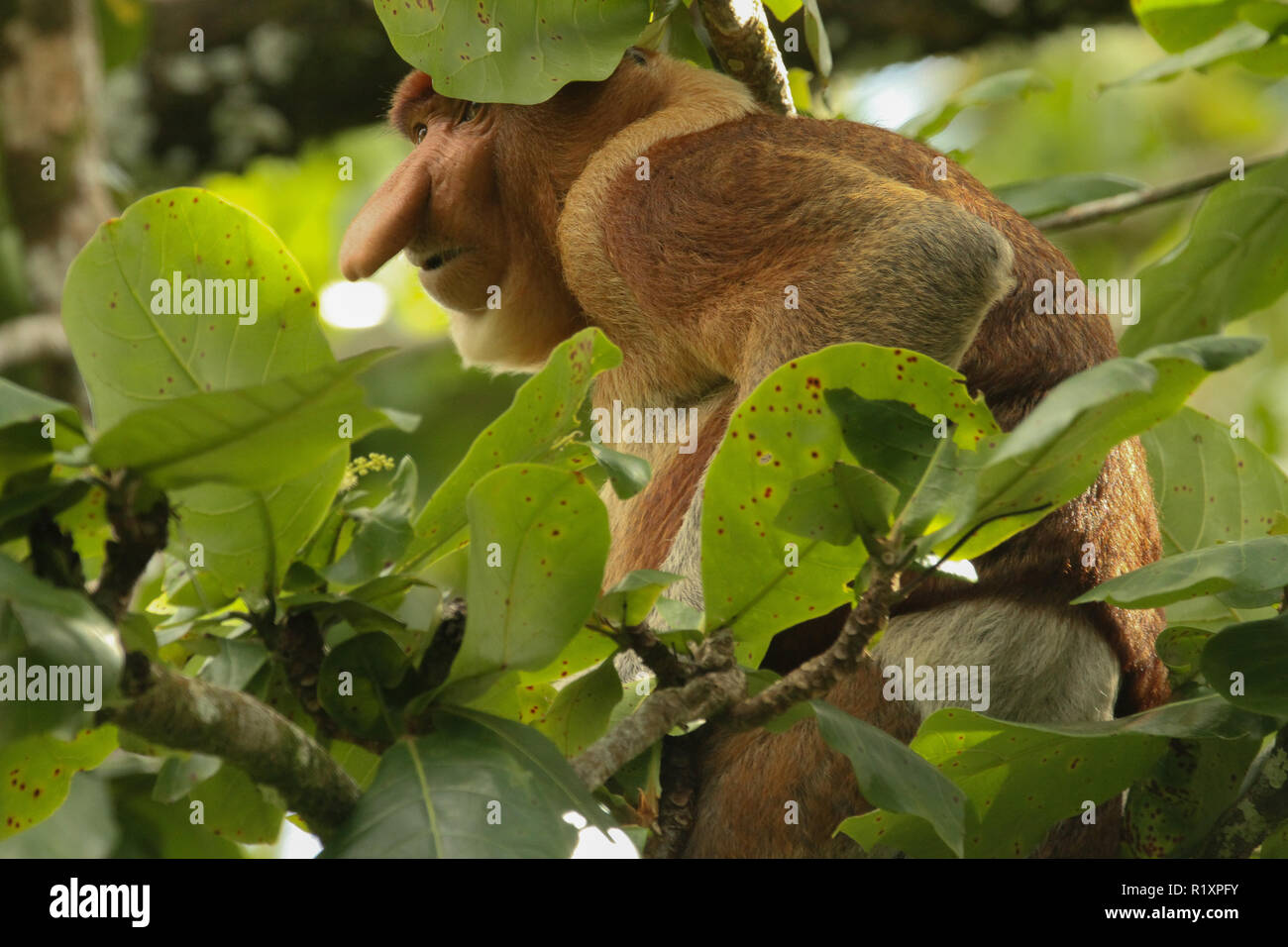 Wild orangutan in jungle Stock Photo - Alamy