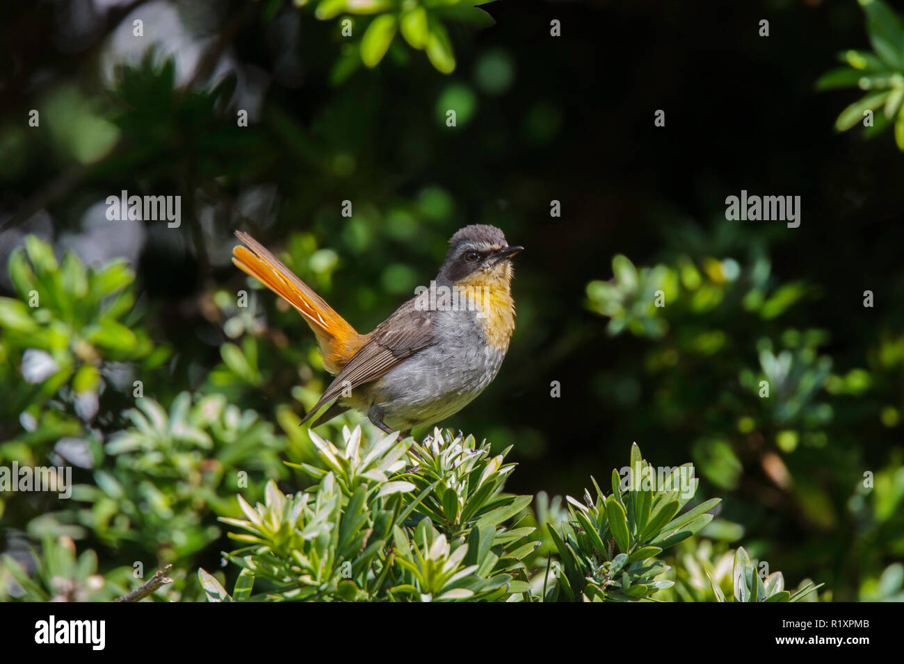 Cape Robin-Chat Dessonornis caffer Betty's Bay, Western Cape District ...
